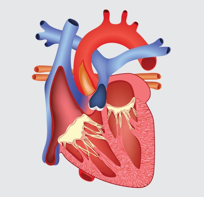 heart valve disorder - Valve Experts